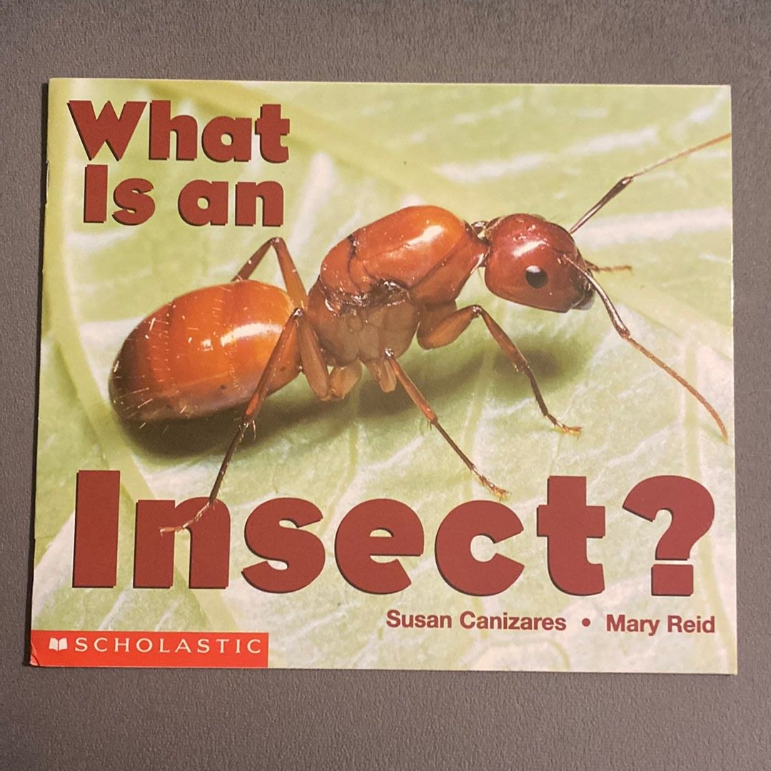 What Is an Insect? by Susan Canizares, Mary Reid