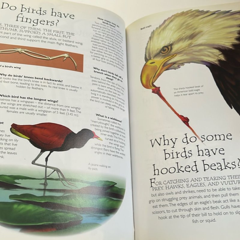 Animal Fact Files Birds by David Chandler, Hardcover | Pangobooks