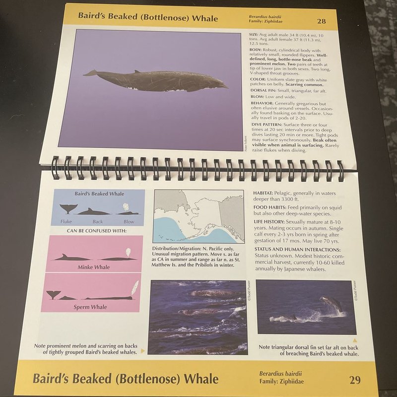 Guide to Marine Mammals of Alaska by Kate Wynne, Paperback | Pango Books