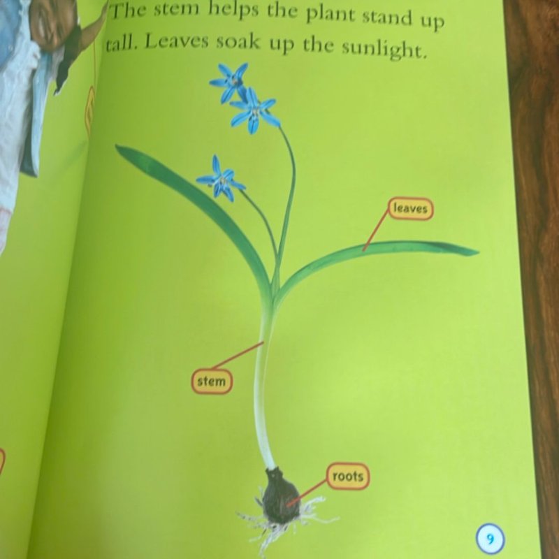 National Geographic Readers: Seed to Plant by Kristin Baird Rattini