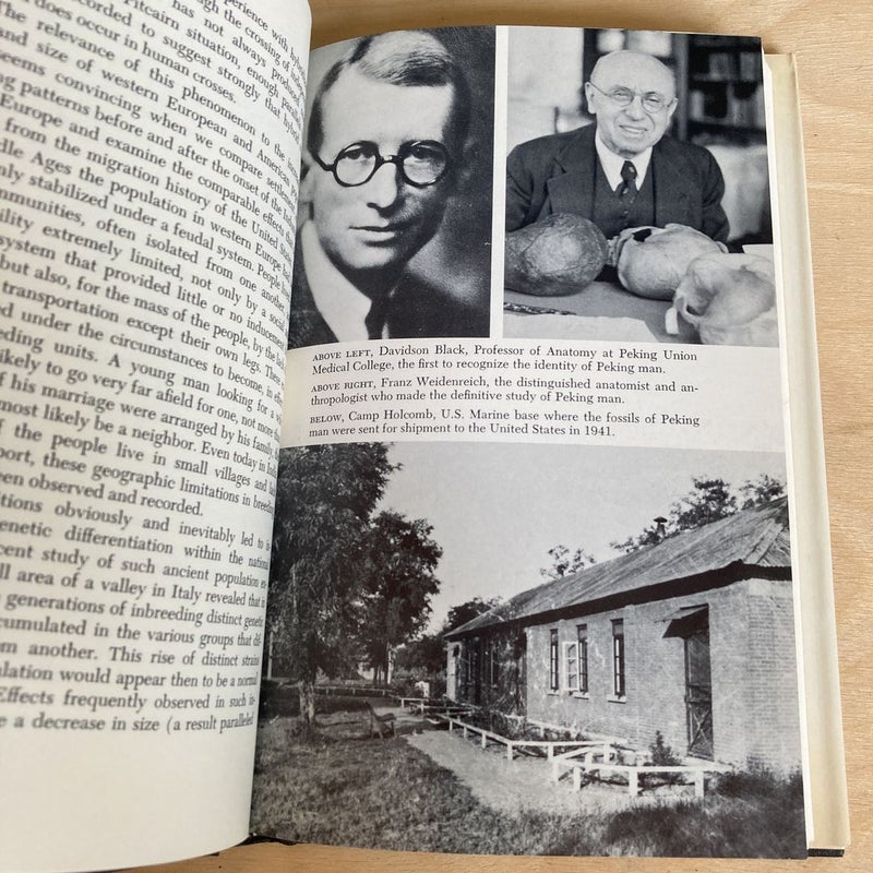 Peking Man by Harry L. Shapiro