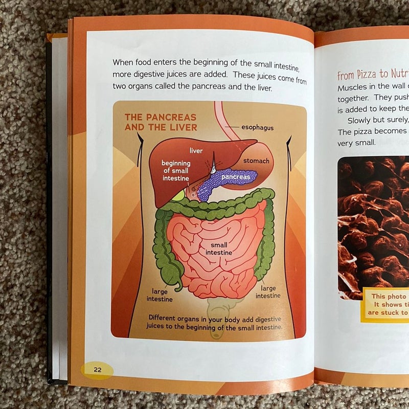 Your Digestive System by Rebecca L. Johnson, Hardcover | Pangobooks