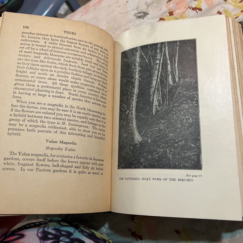 Little Nature Library Trees Worth Knowing