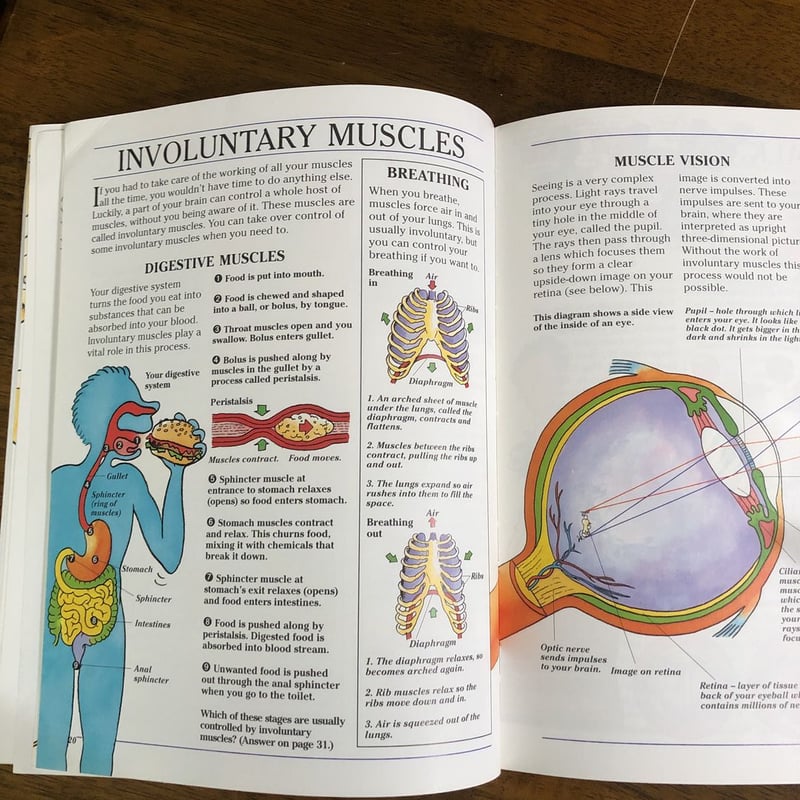 Understanding Your Muscles and Bones by Rebecca Treays