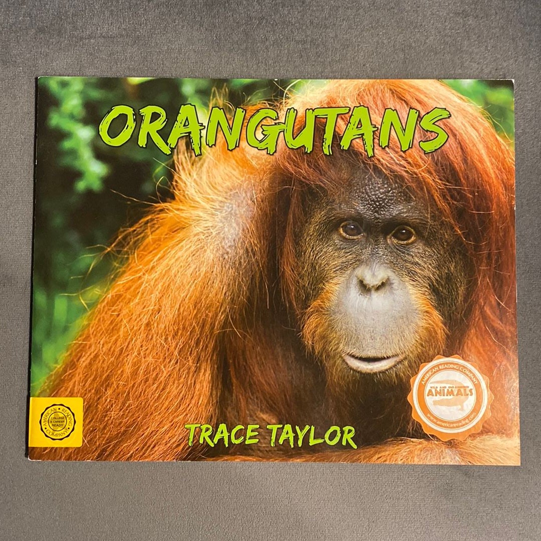 Orangutan by Trace Taylor