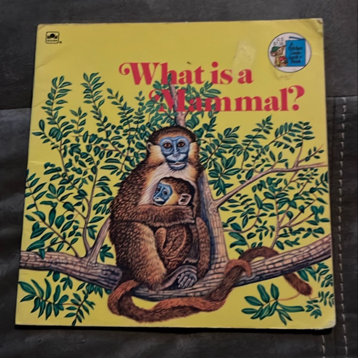 What Is a Mammal? by Jenifer W. Day