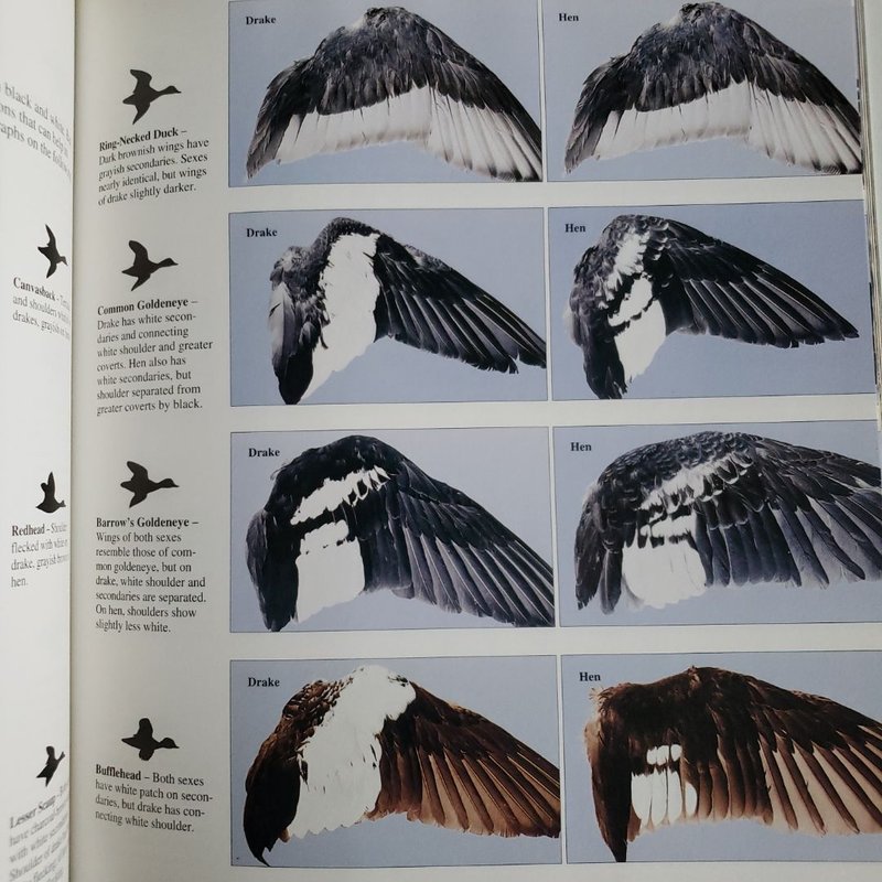 North American Game Birds by Dick Sternberg