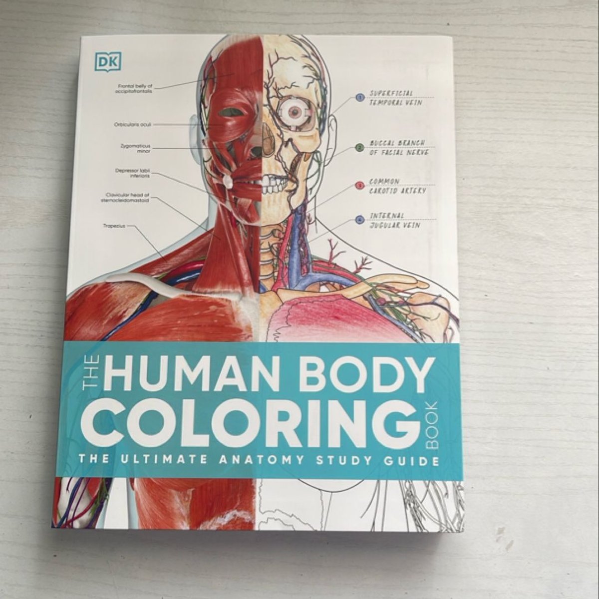 The Human Body Coloring Book by DK