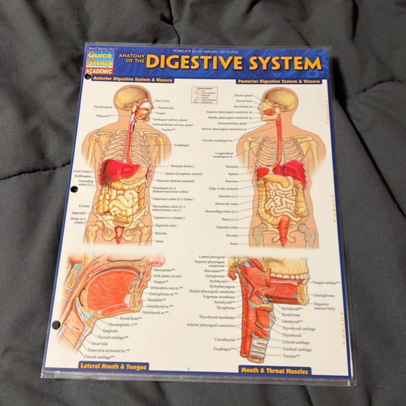 Anatomy of the Digestive System by Vincent Perez