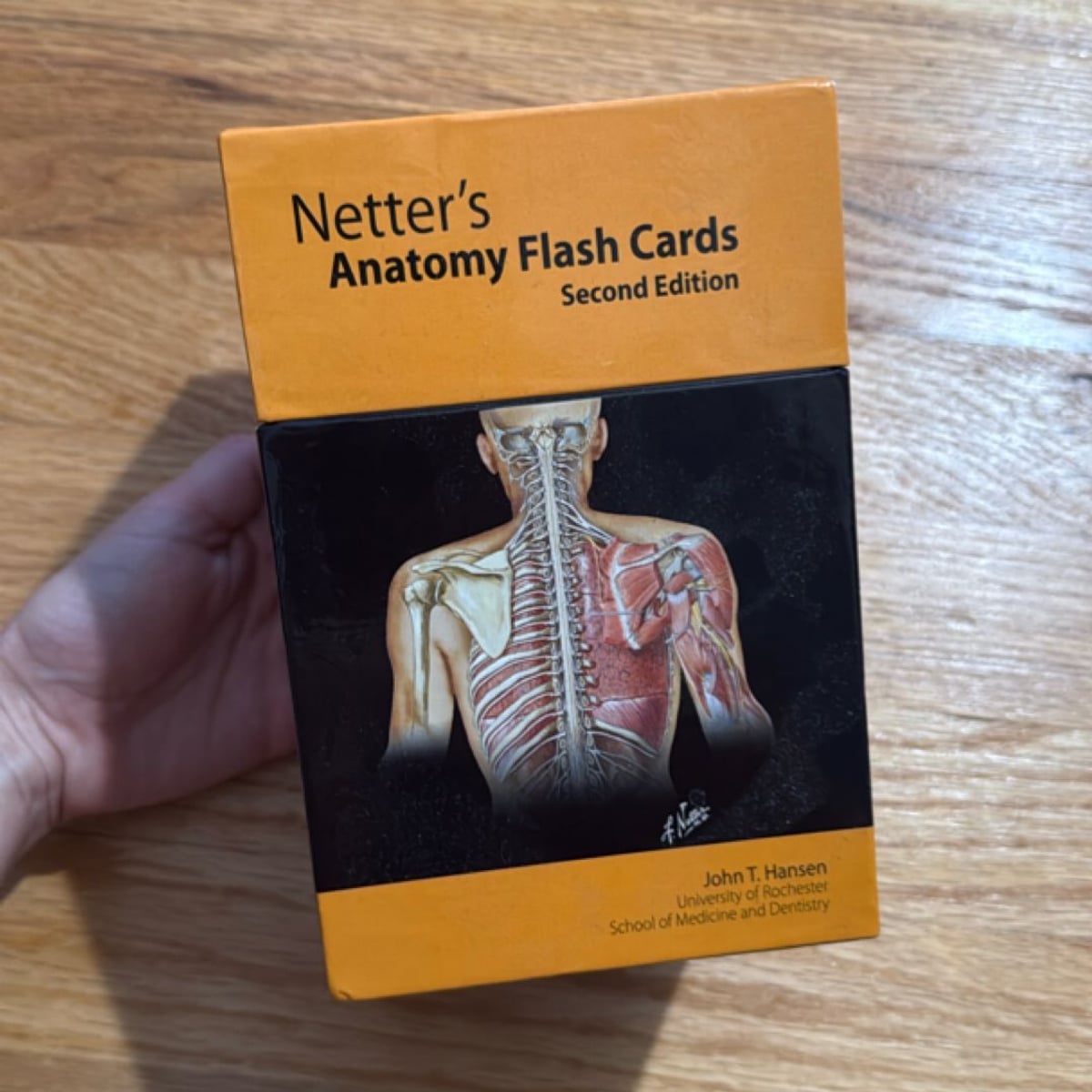 Netter's Anatomy Flash Cards by John T. Hansen