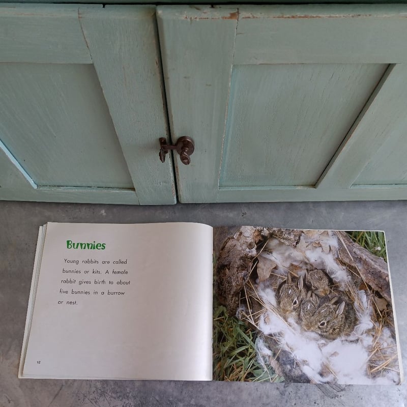 Rabbits and Their Burrows [Scholastic] by Linda Tagliaferro