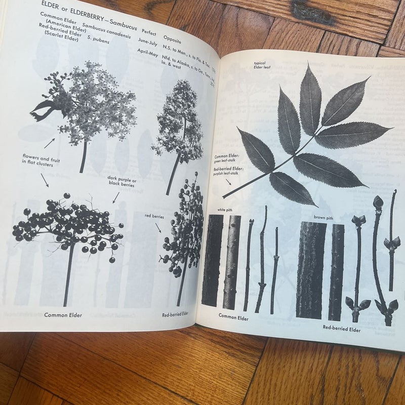 Shrub Identification Book by George W. Symonds
