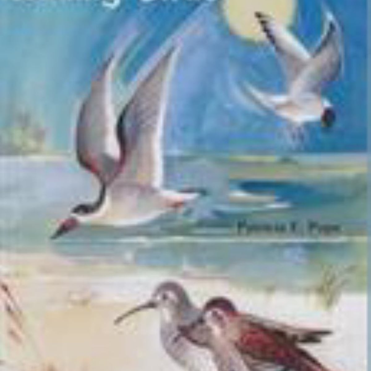 Seashore and Wading Birds by Patricia Pope