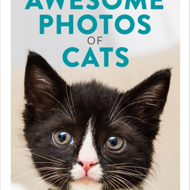 How to Take Awesome Photos of Cats by Andrew Marttila