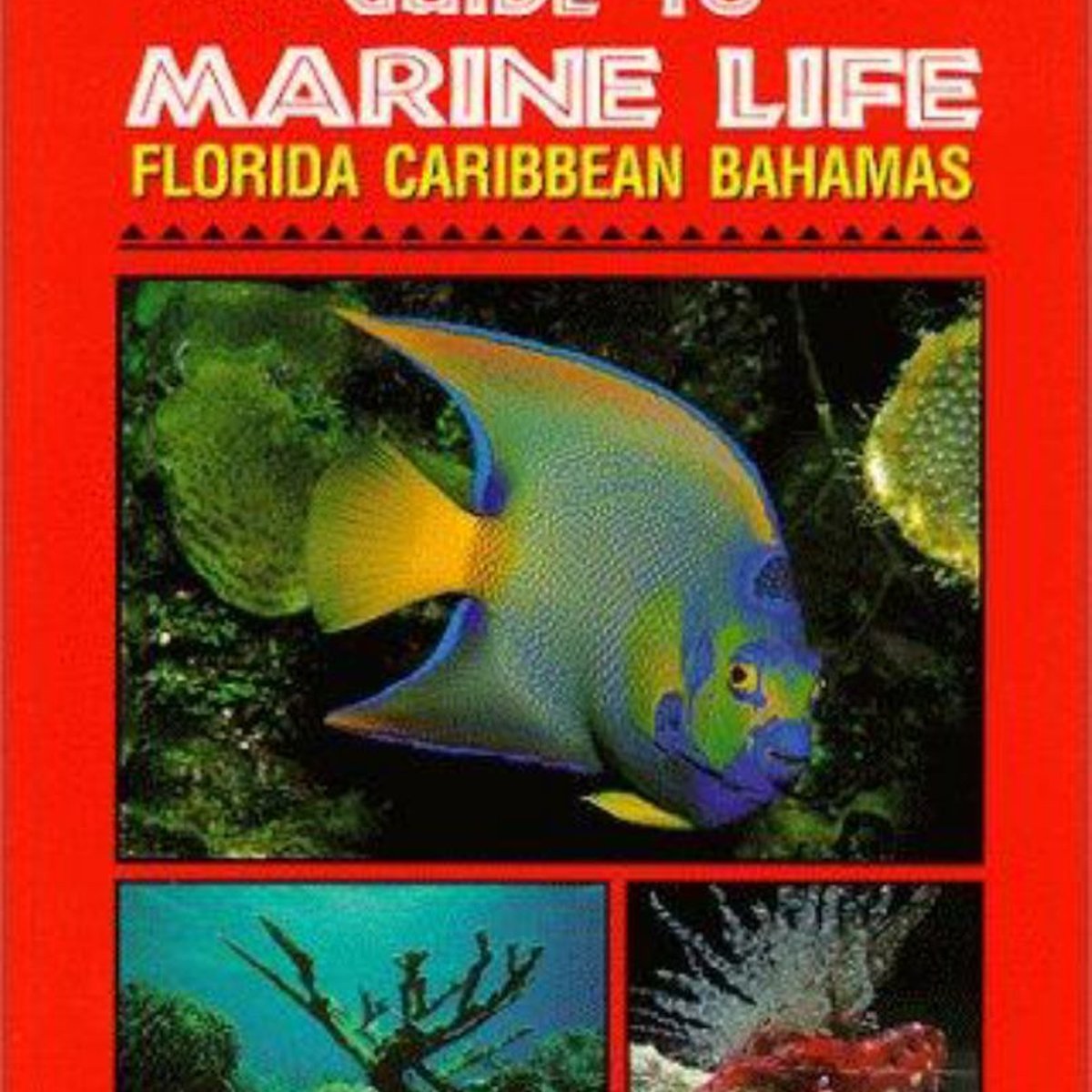 Snorkeling Guide to Marine Life by Paul Humann, Ned Deloach