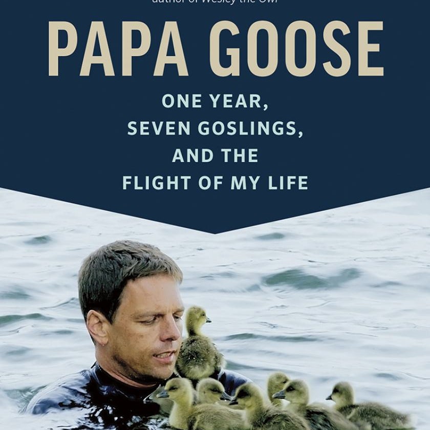 Papa Goose by Michael Quetting, Stacey O'Brien, Jane Billinghurst