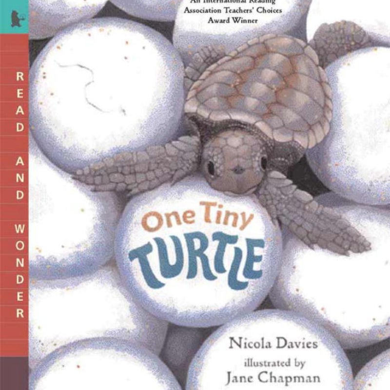 One Tiny Turtle