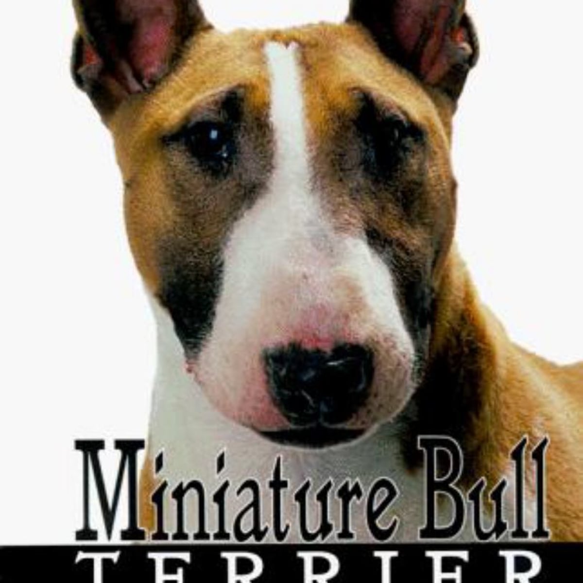 Miniature Bull Terrier by Barbara J. Andrews